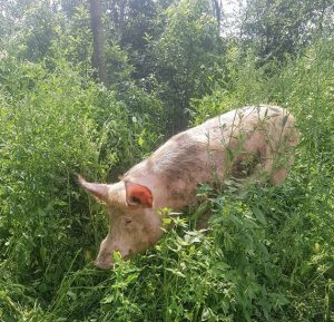 Our Livestock – Whispering Pines Farm